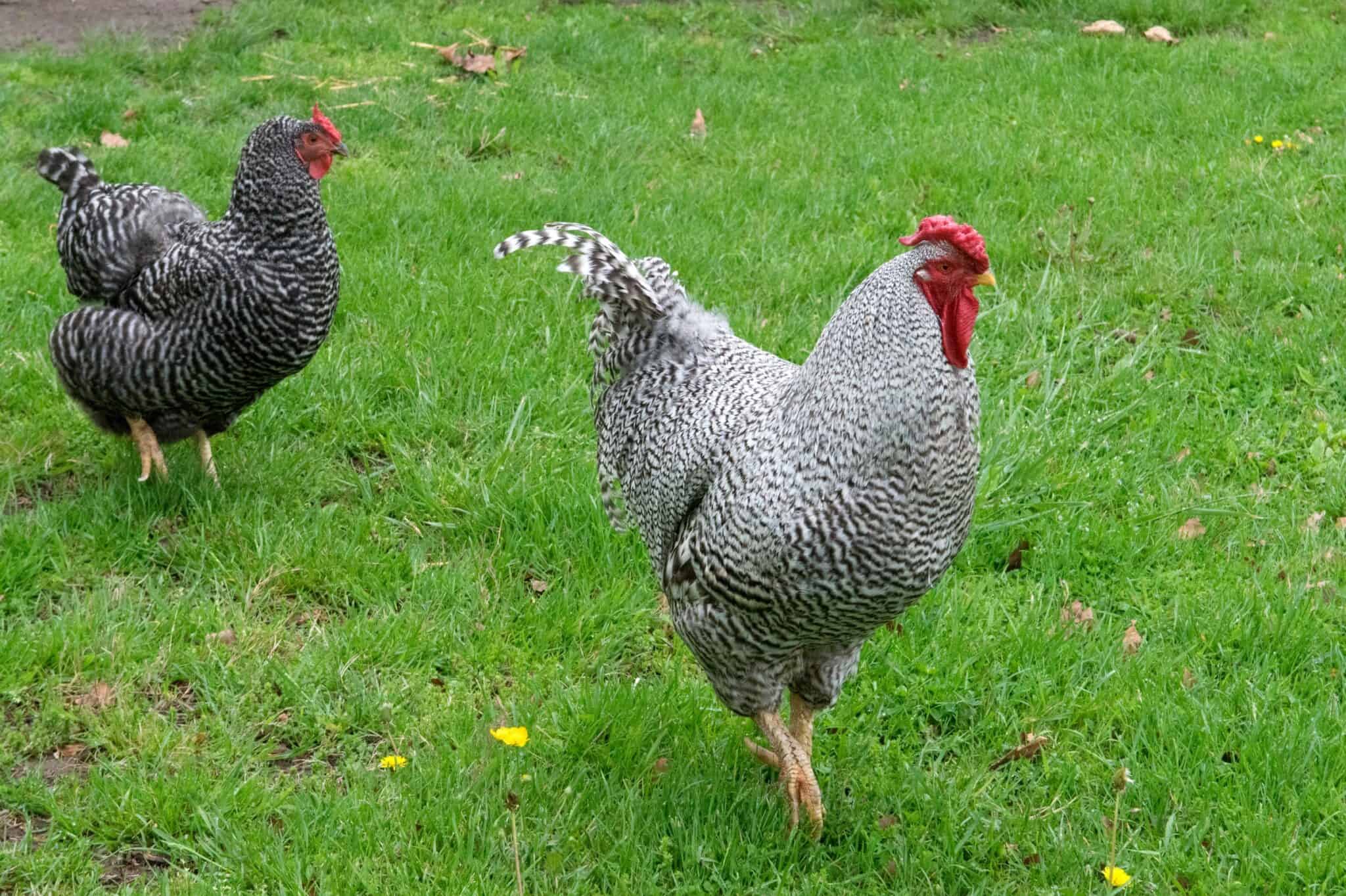 Plymouth Rock (Barred Rock) Hen vs Rooster