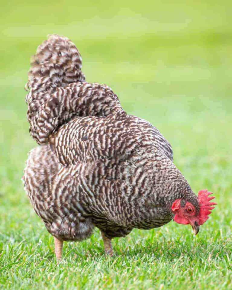 Plymouth Rock (Barred Rock) Hen vs Rooster