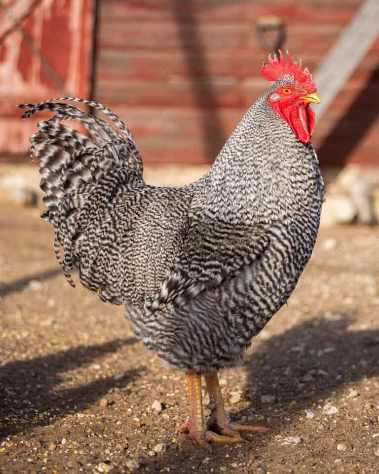 Plymouth Rock (Barred Rock) Hen vs Rooster