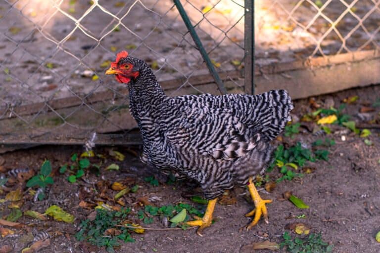 Plymouth Rock (Barred Rock) Hen vs Rooster