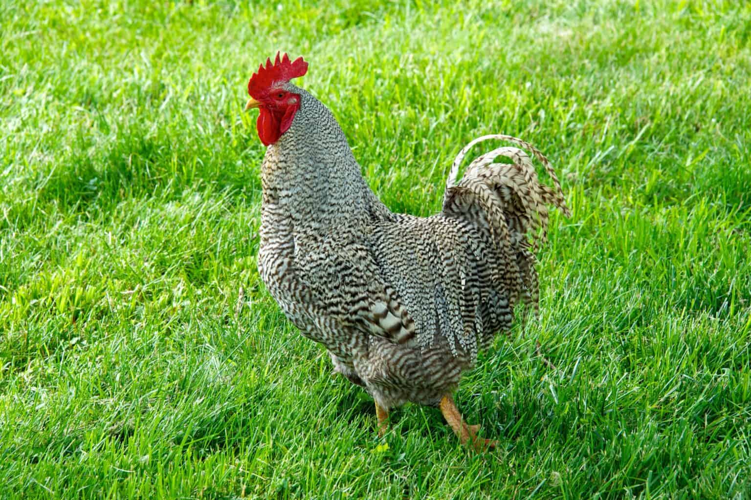 Plymouth Rock (Barred Rock) Hen vs Rooster