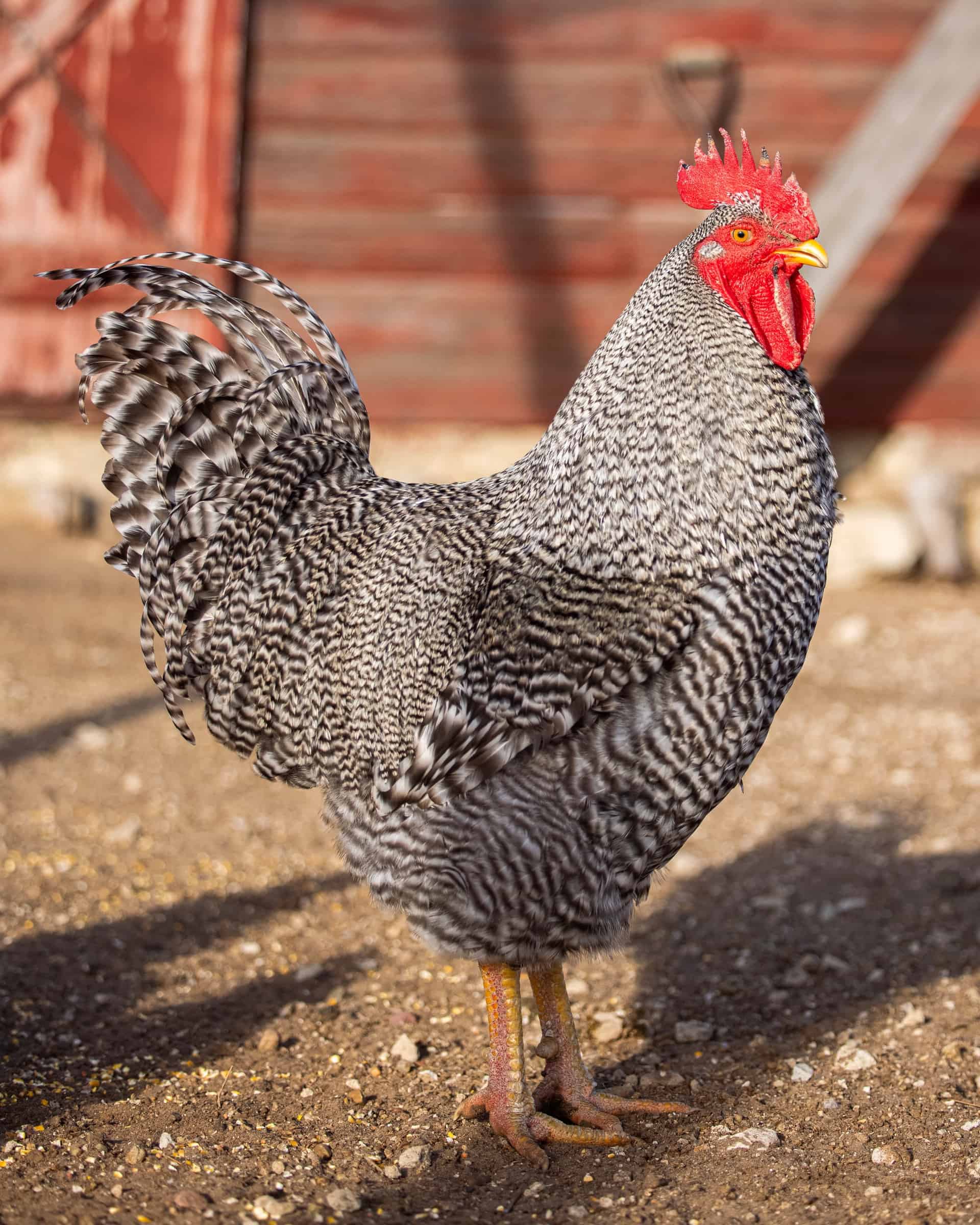 Plymouth Rock (Barred Rock) Hen vs Rooster