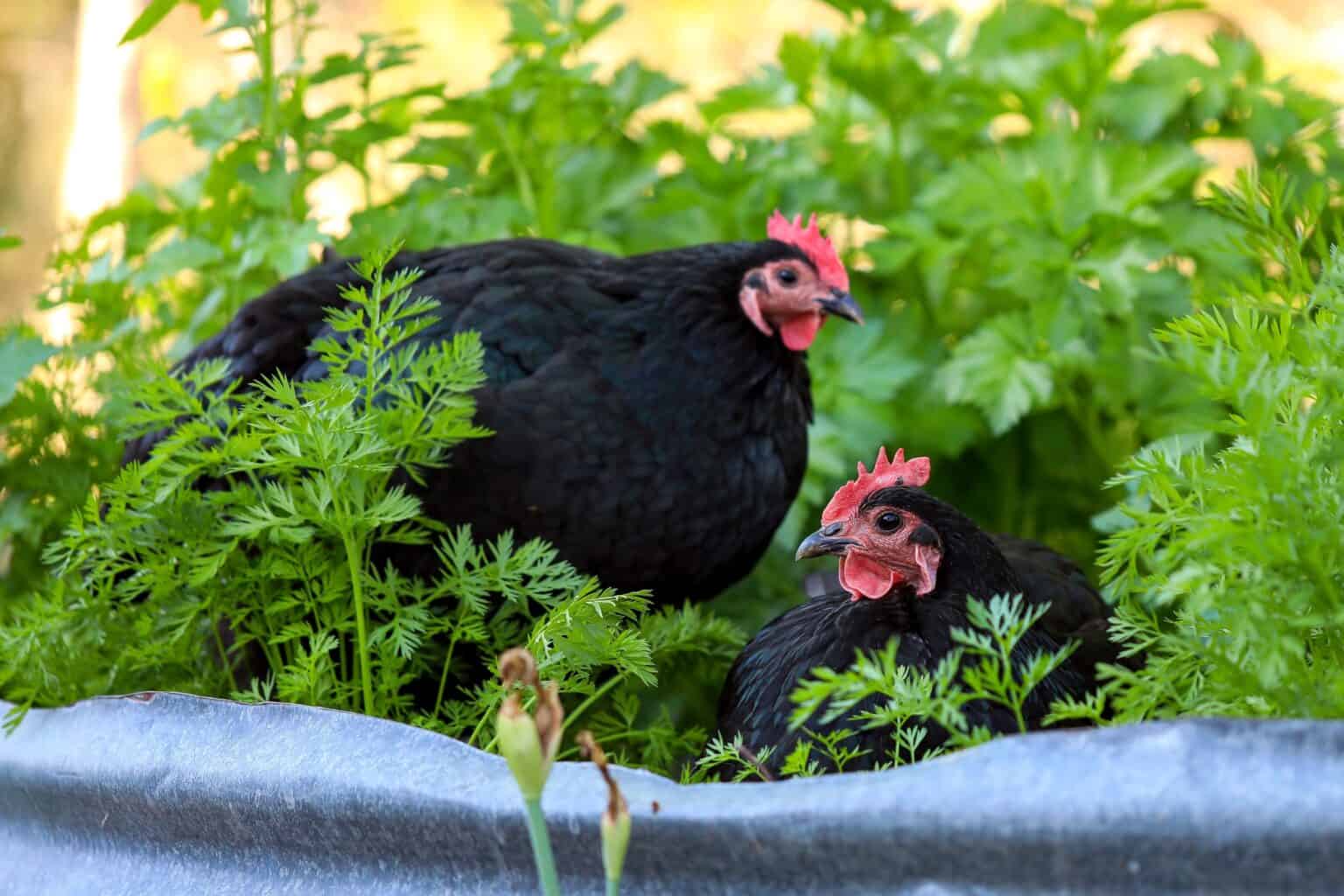 Black Australorp Chicken: Breed Profile & Pictures