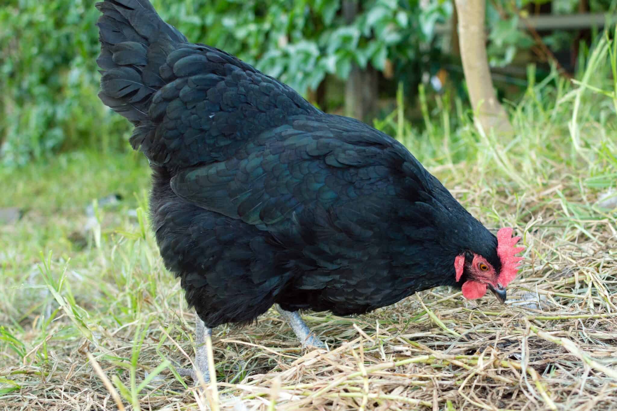 Black Australorp Chicken: Breed Profile & Pictures