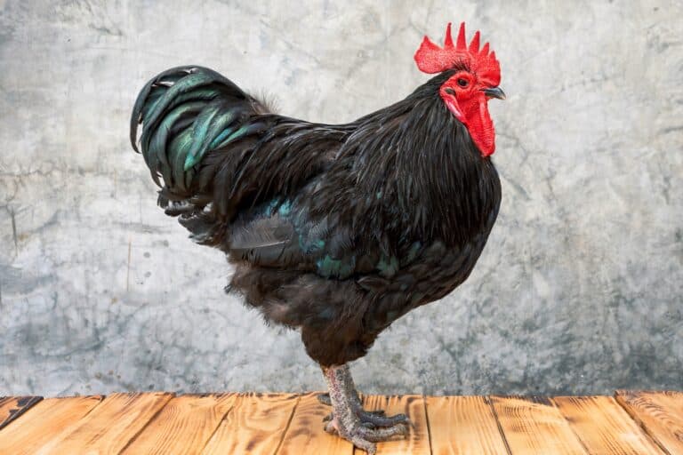 Black Australorp Chicken: Breed Profile & Pictures