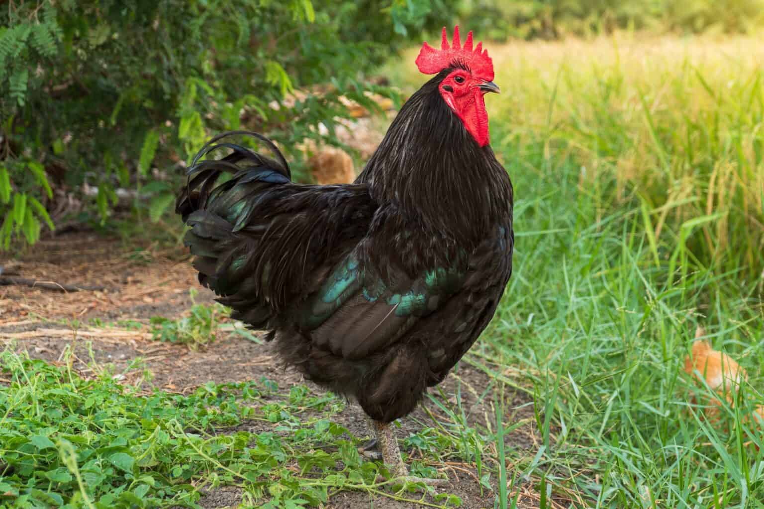 Black Australorp Chicken: Breed Profile & Pictures