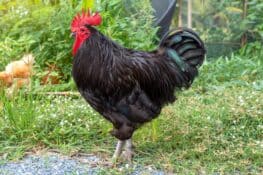 Black Australorp Chicken: Breed Profile & Pictures