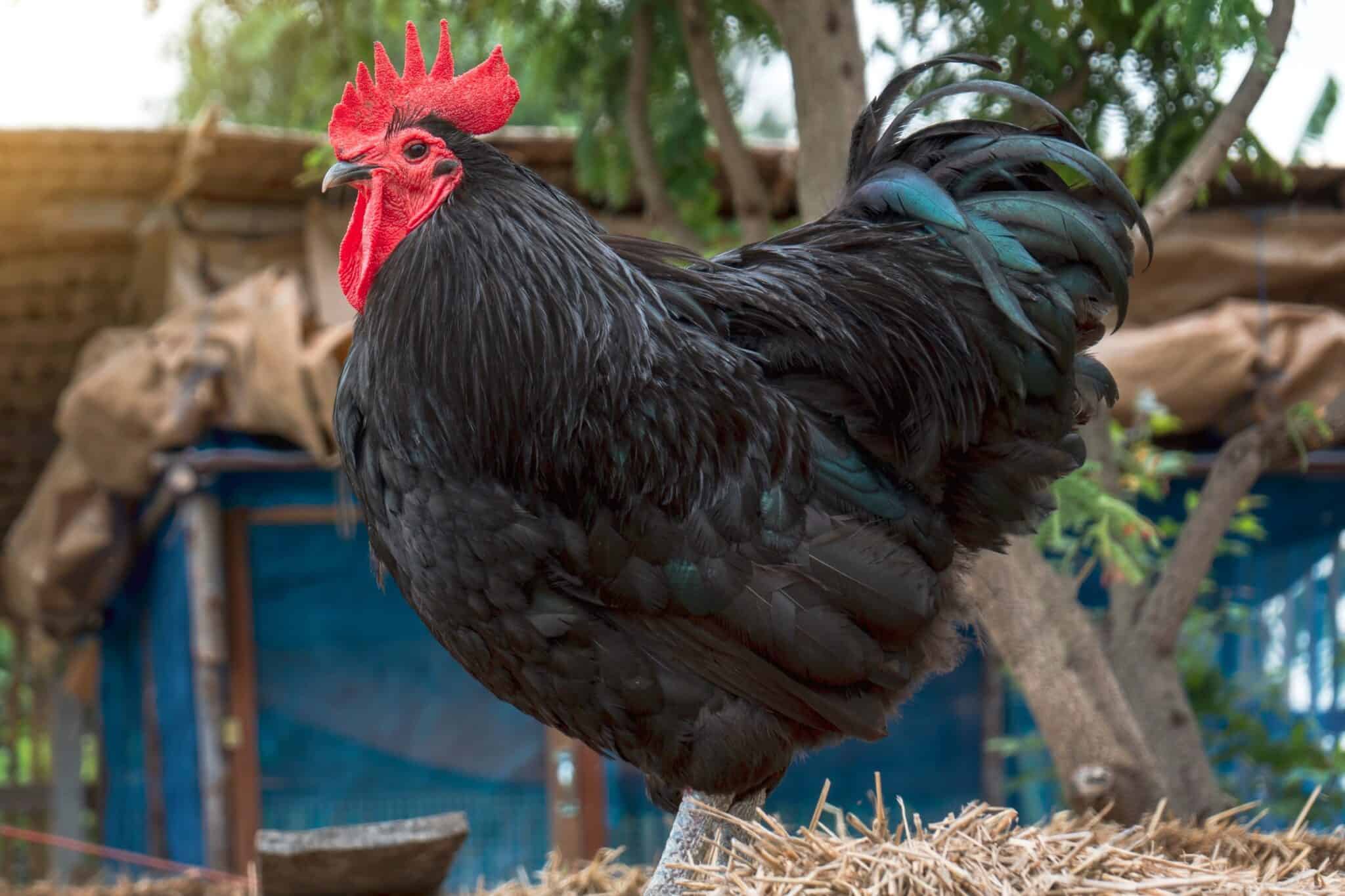 Black Australorp Chicken: Breed Profile & Pictures