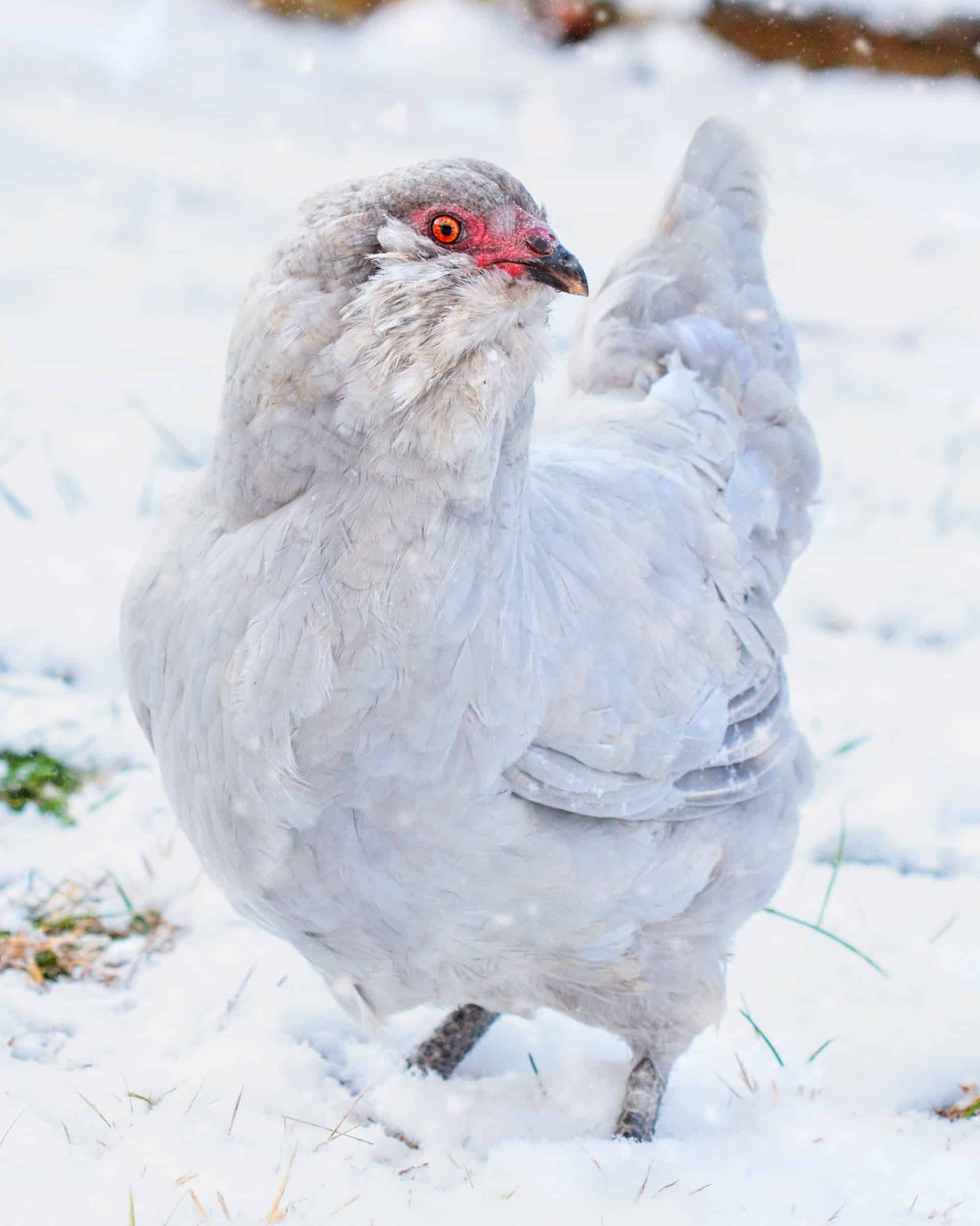 20 Best Blue Chicken Breeds (With Pictures)