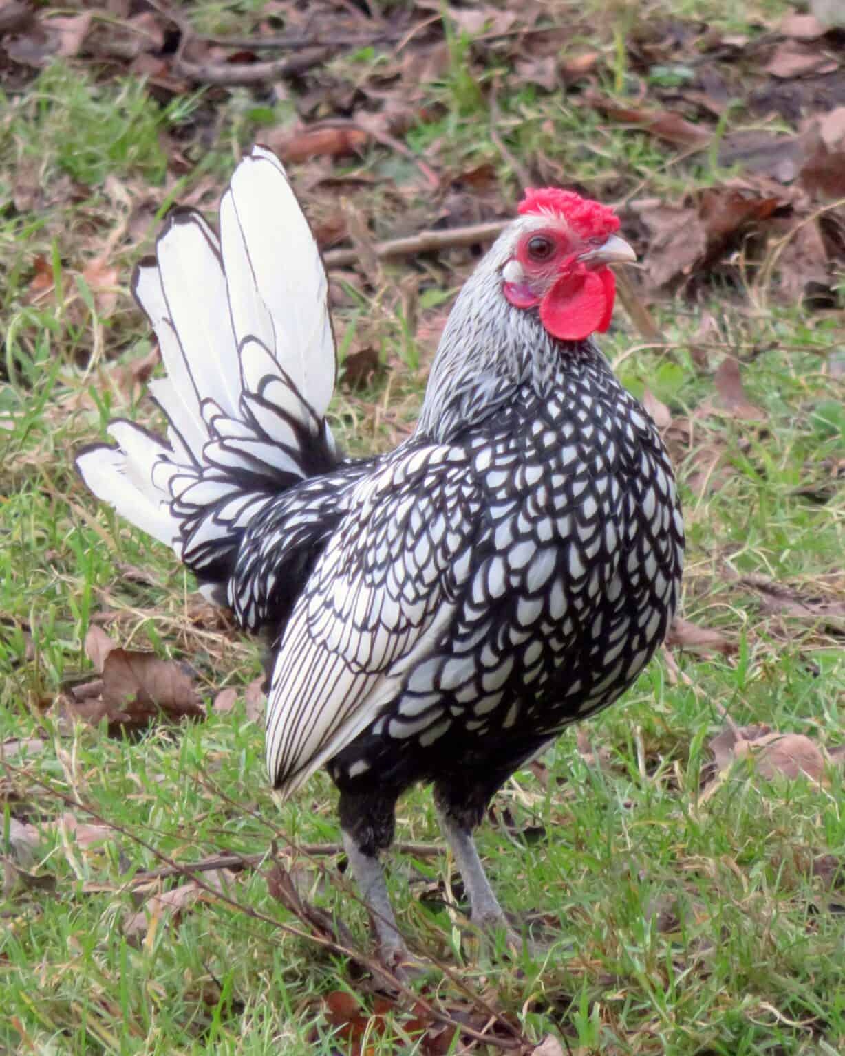 20 Best Blue Chicken Breeds (With Pictures)