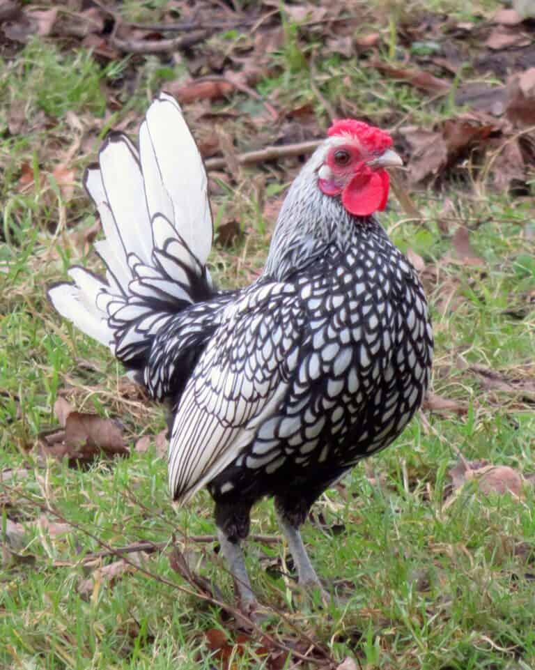 20 Best Blue Chicken Breeds (With Pictures)
