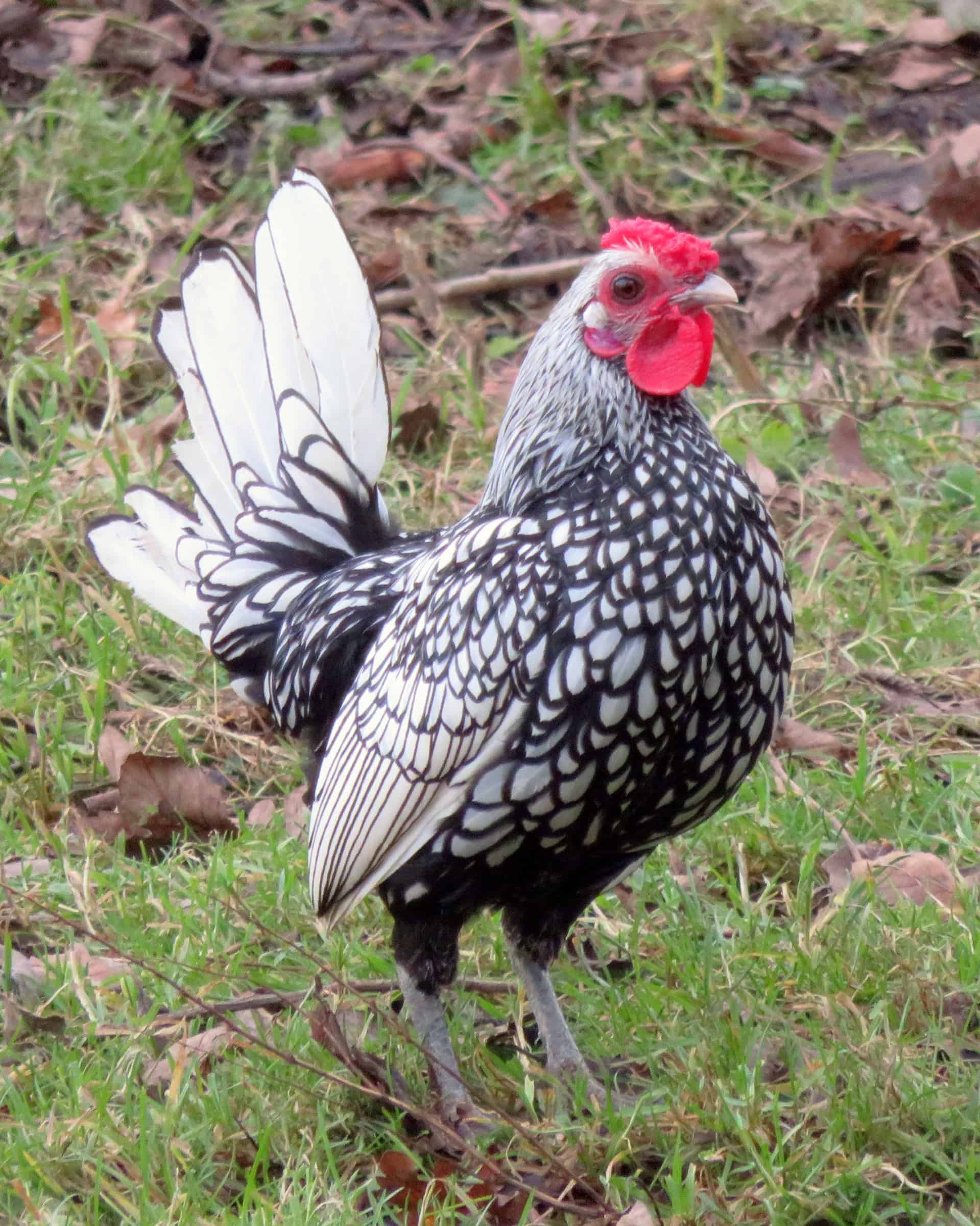 20 Best Blue Chicken Breeds (With Pictures)
