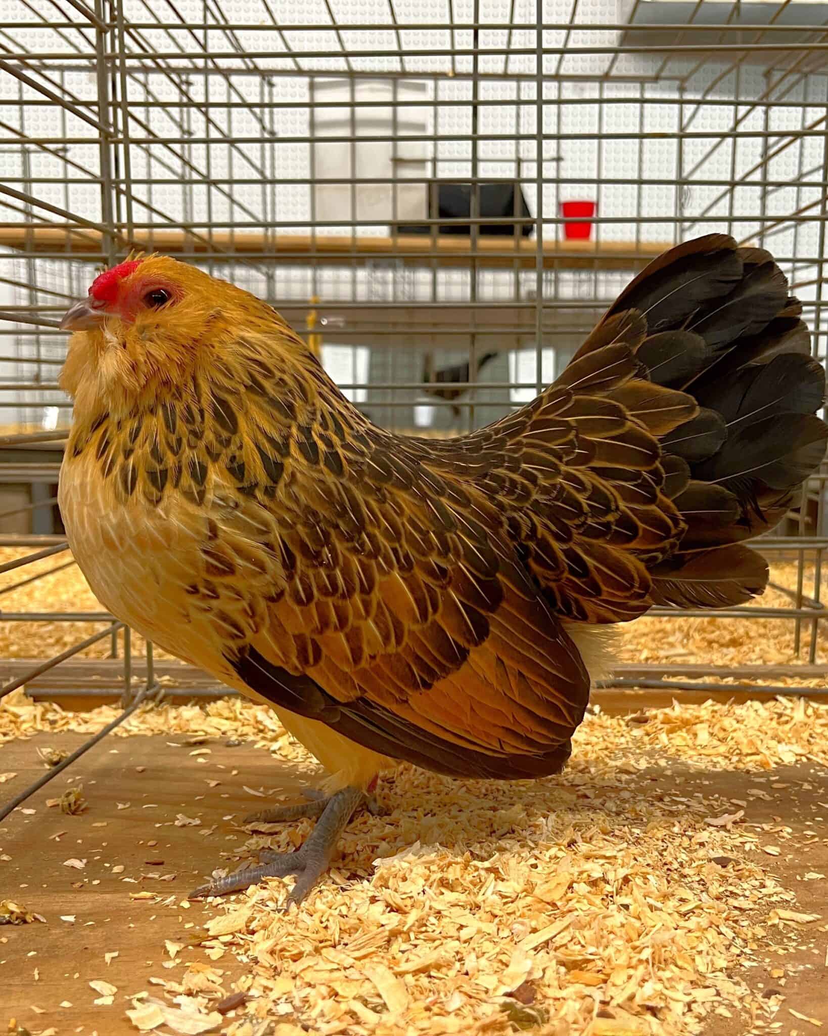 20 Best Blue Chicken Breeds (With Pictures)