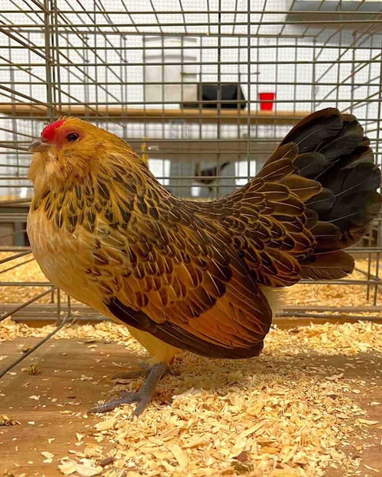 20 Best Blue Chicken Breeds (With Pictures)