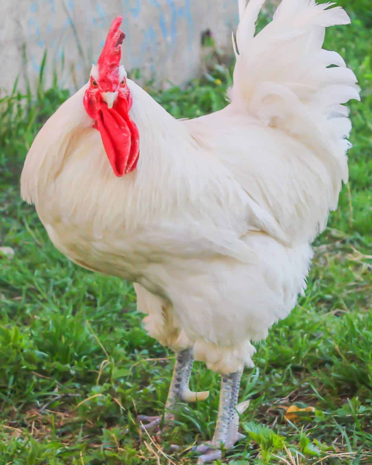 20 Best Blue Chicken Breeds (With Pictures)