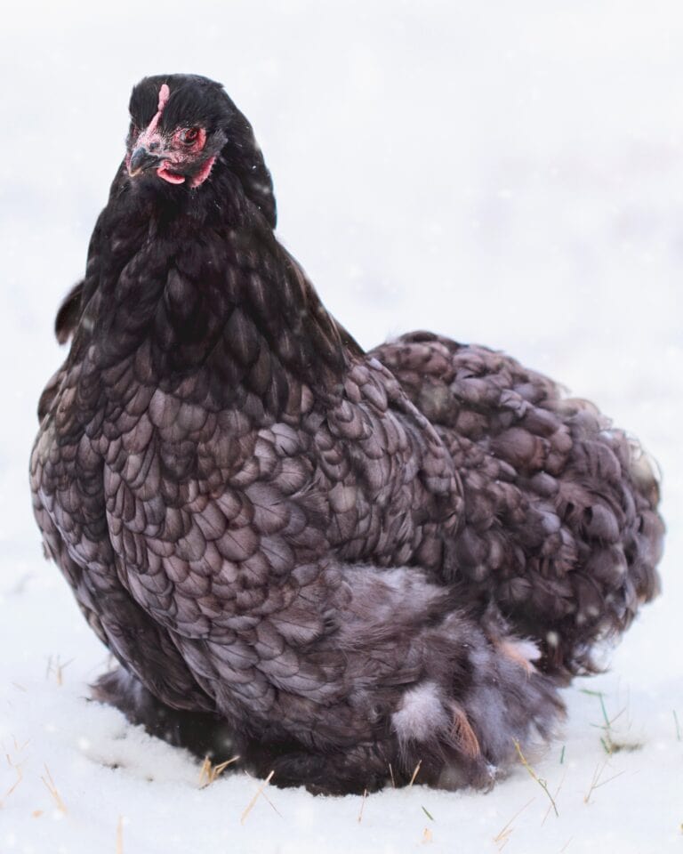 20 Best Blue Chicken Breeds (With Pictures)