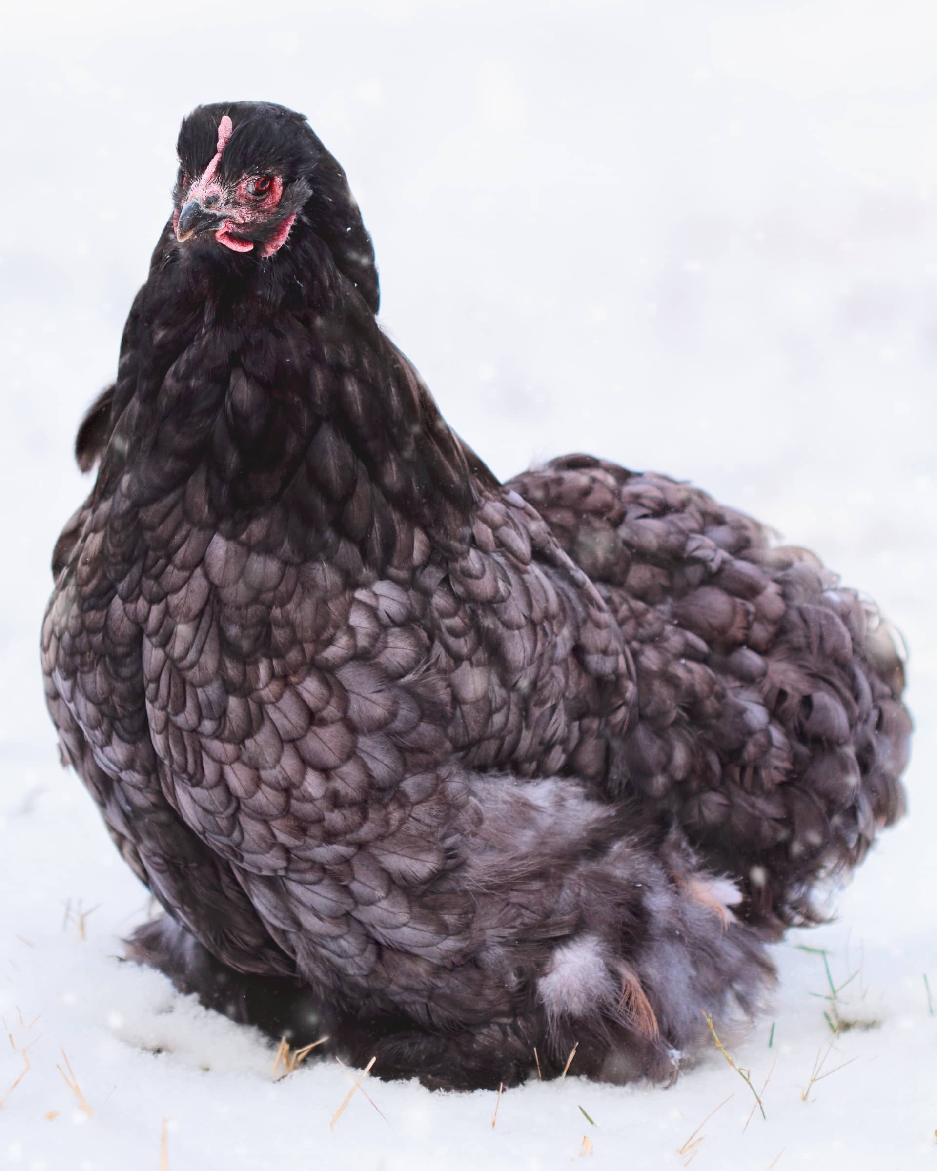 20 Best Blue Chicken Breeds (With Pictures)