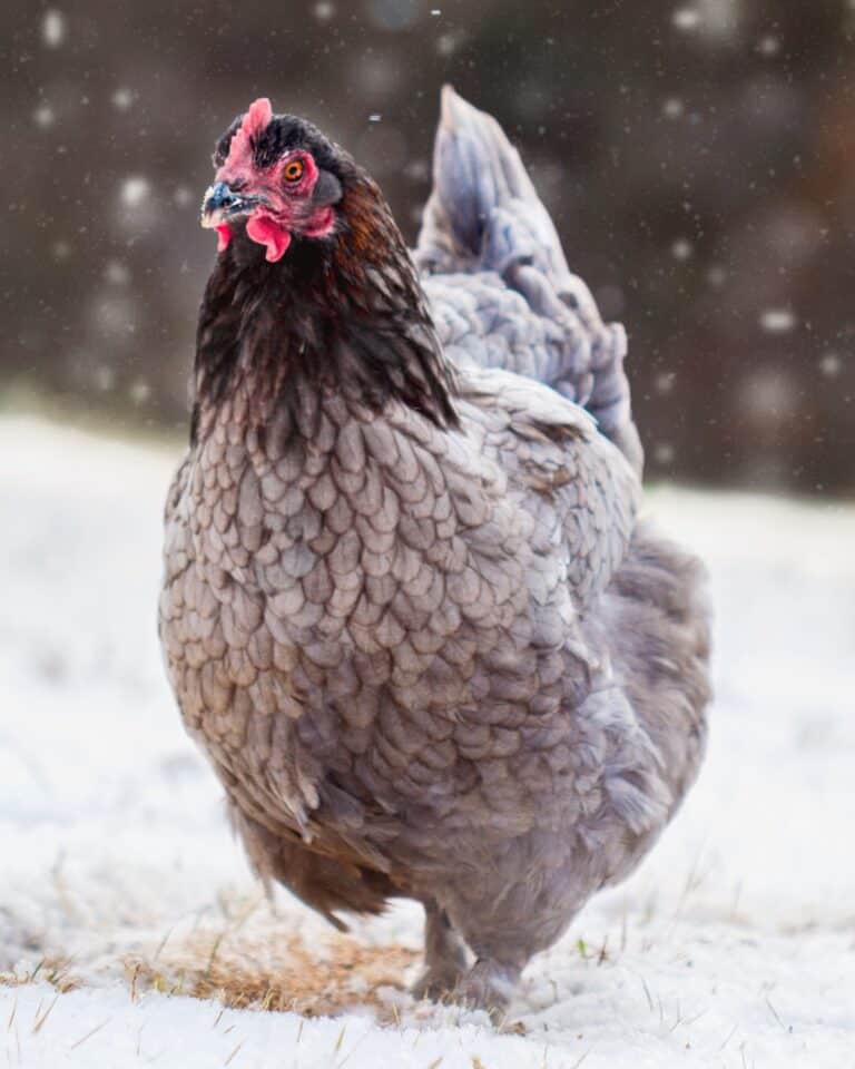 20 Best Blue Chicken Breeds (With Pictures)