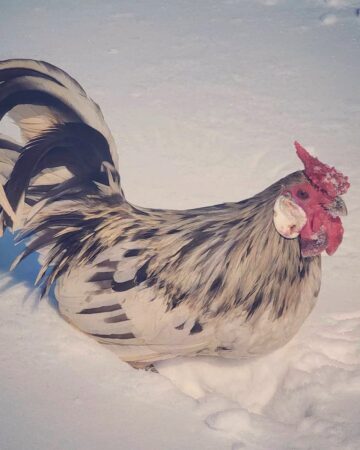 20 Best Blue Chicken Breeds (With Pictures)