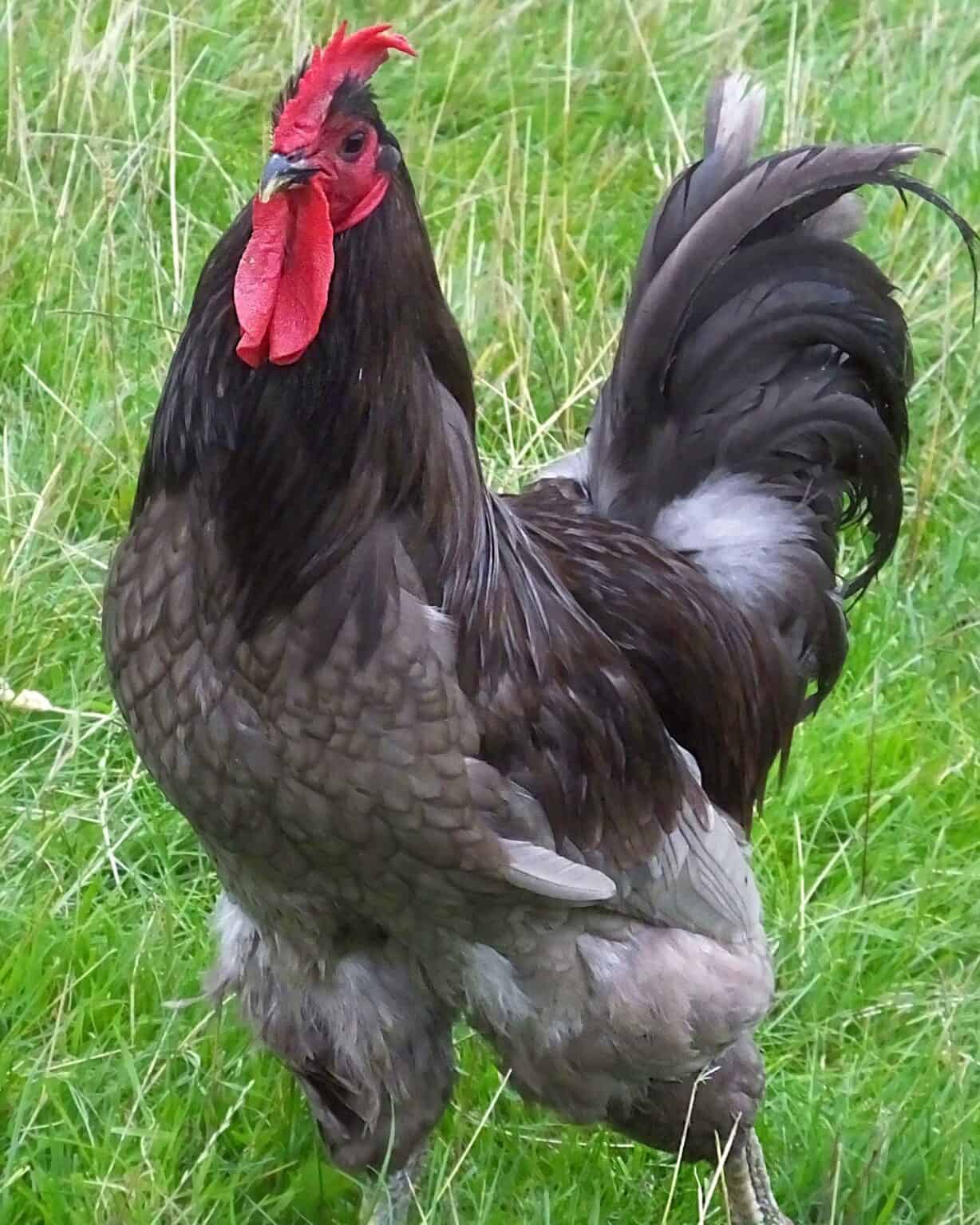 20 Best Blue Chicken Breeds (With Pictures)