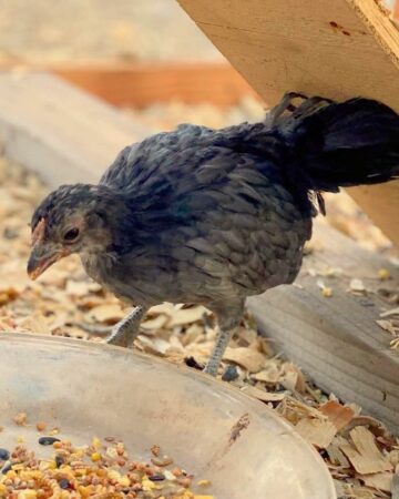 20 Best Blue Chicken Breeds (With Pictures)