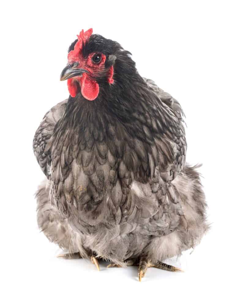 20 Best Blue Chicken Breeds (With Pictures)