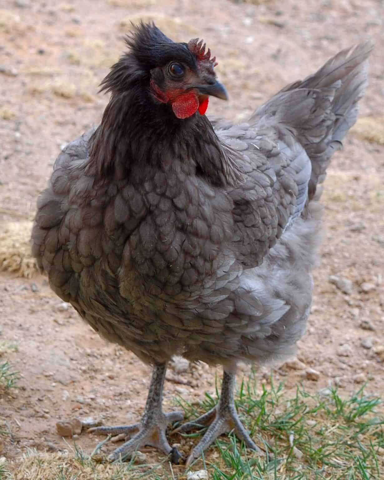 20 Best Blue Chicken Breeds (With Pictures)