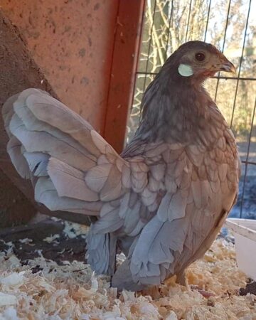 20 Best Blue Chicken Breeds (With Pictures)