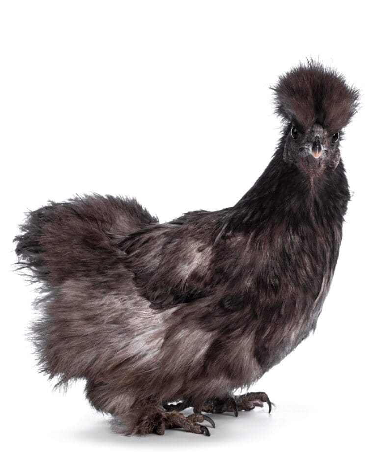 20 Best Blue Chicken Breeds (With Pictures)