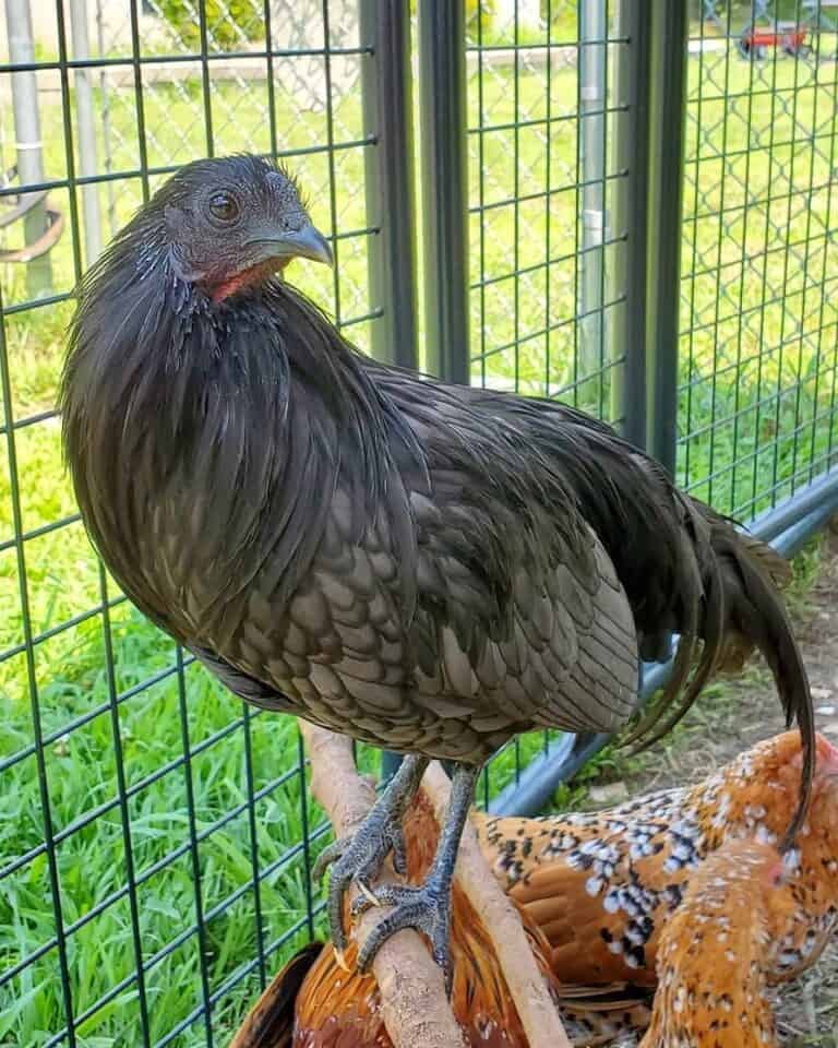 20 Best Blue Chicken Breeds (With Pictures)