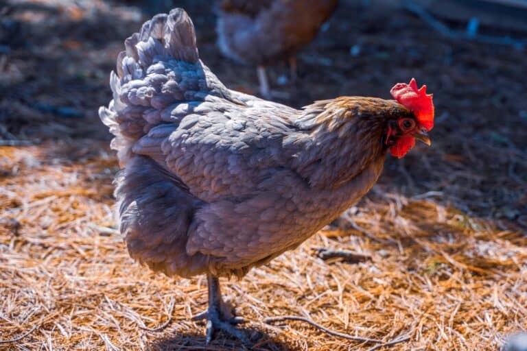 20 Best Blue Chicken Breeds (With Pictures)