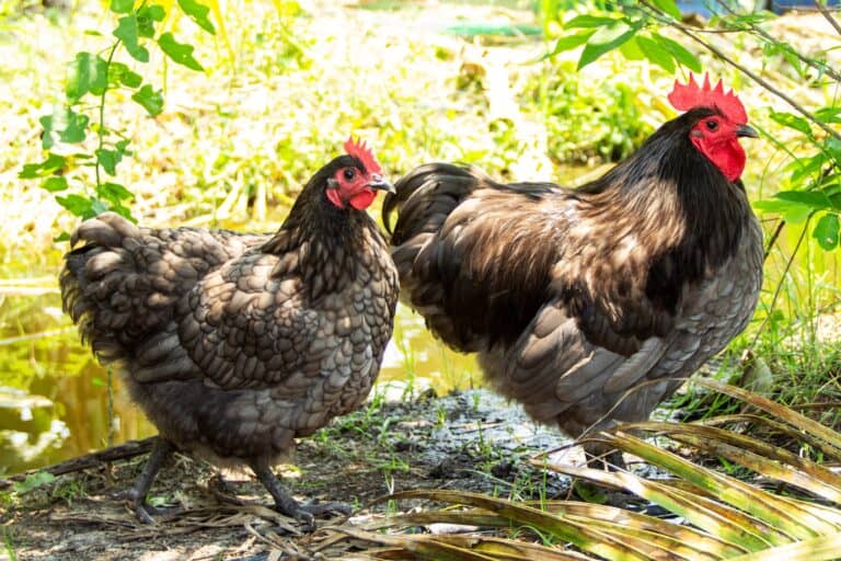 20 Best Blue Chicken Breeds (With Pictures)