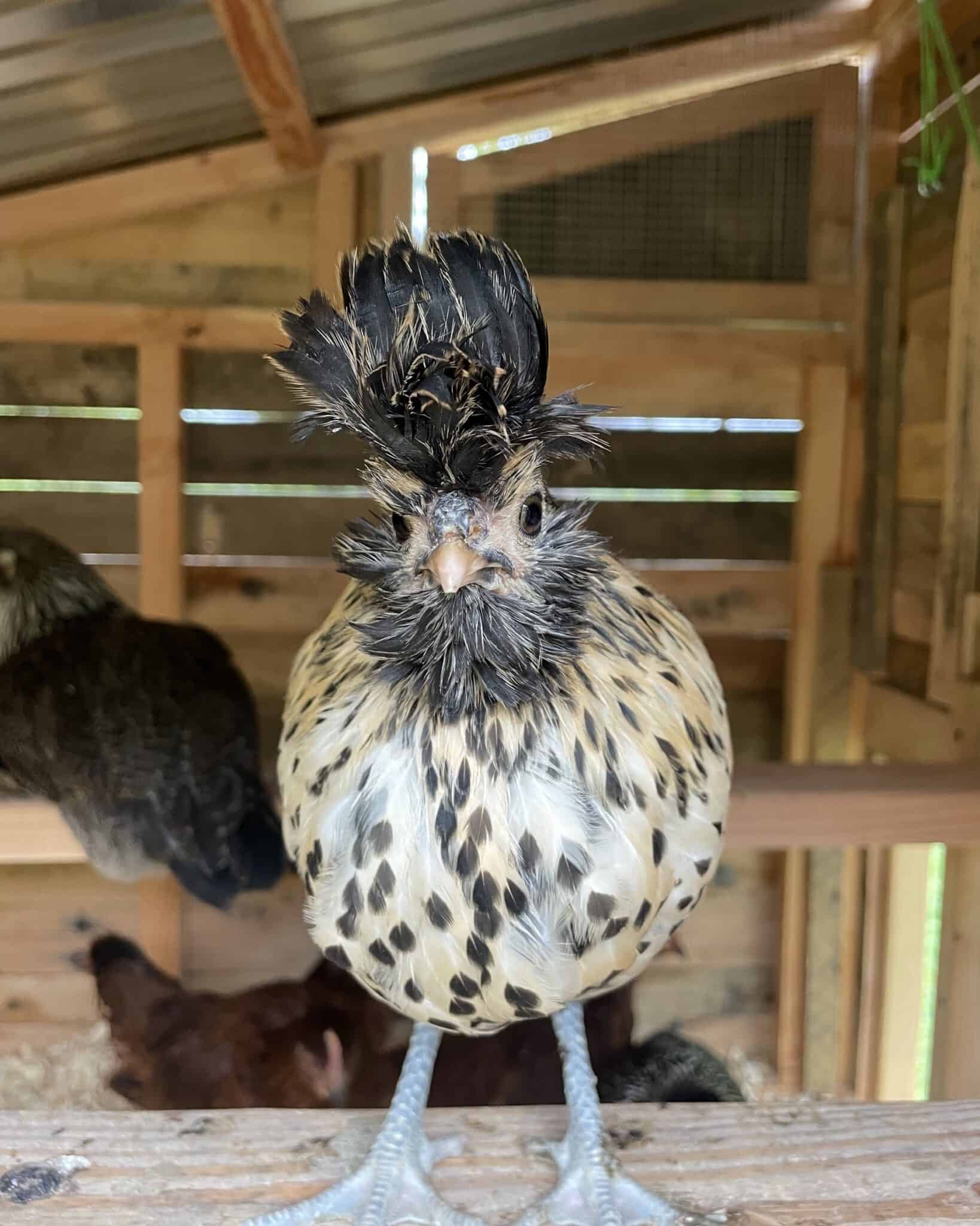 16 Chickens With Crazy or Funny Hair (With Pictures)
