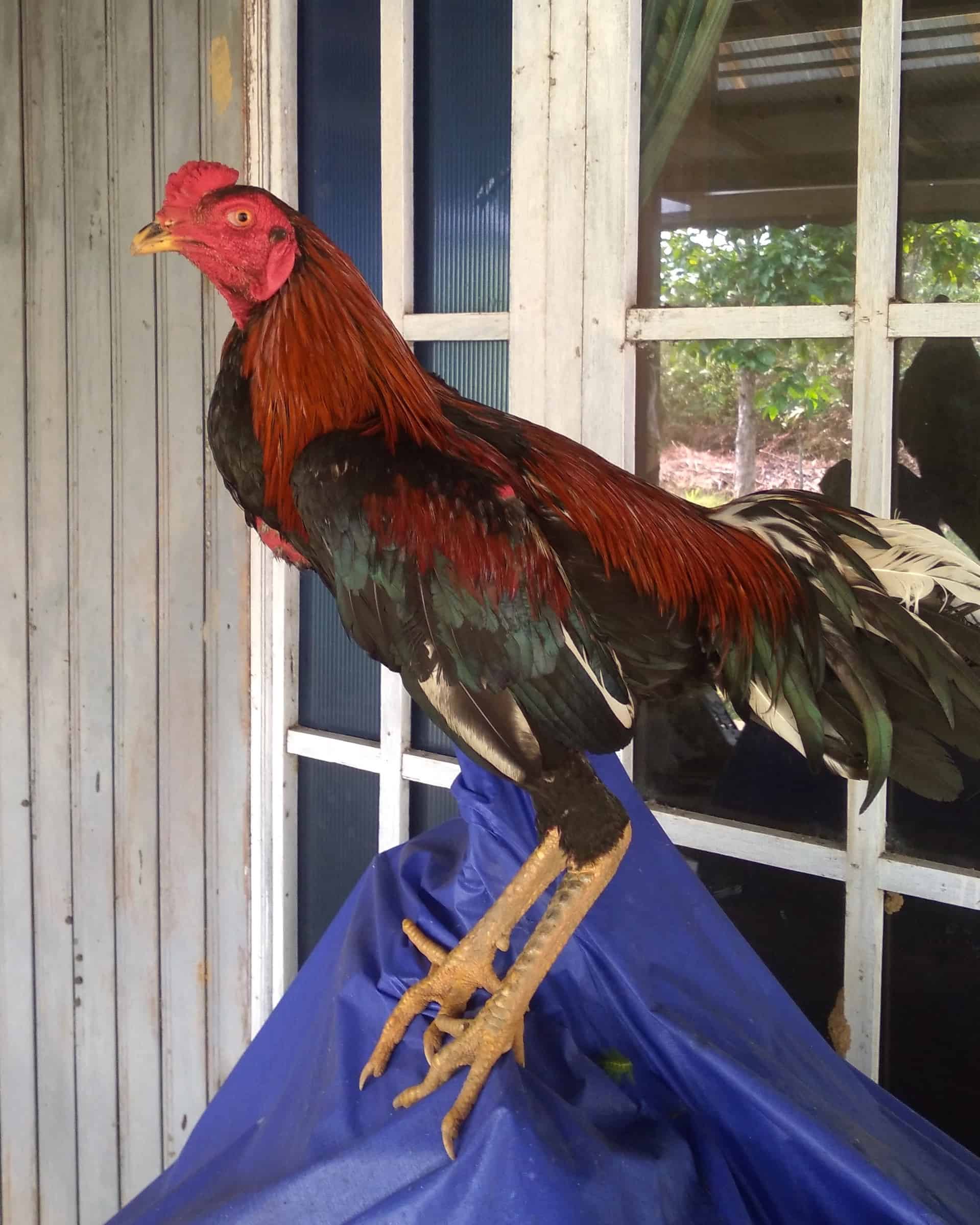 16 Chickens With Crazy or Funny Hair (With Pictures)