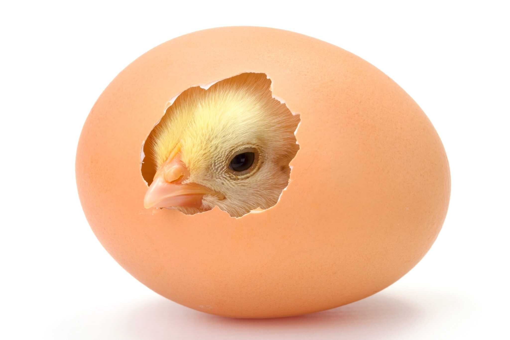 13 Interesting Facts About Chicken Eyes and Vision