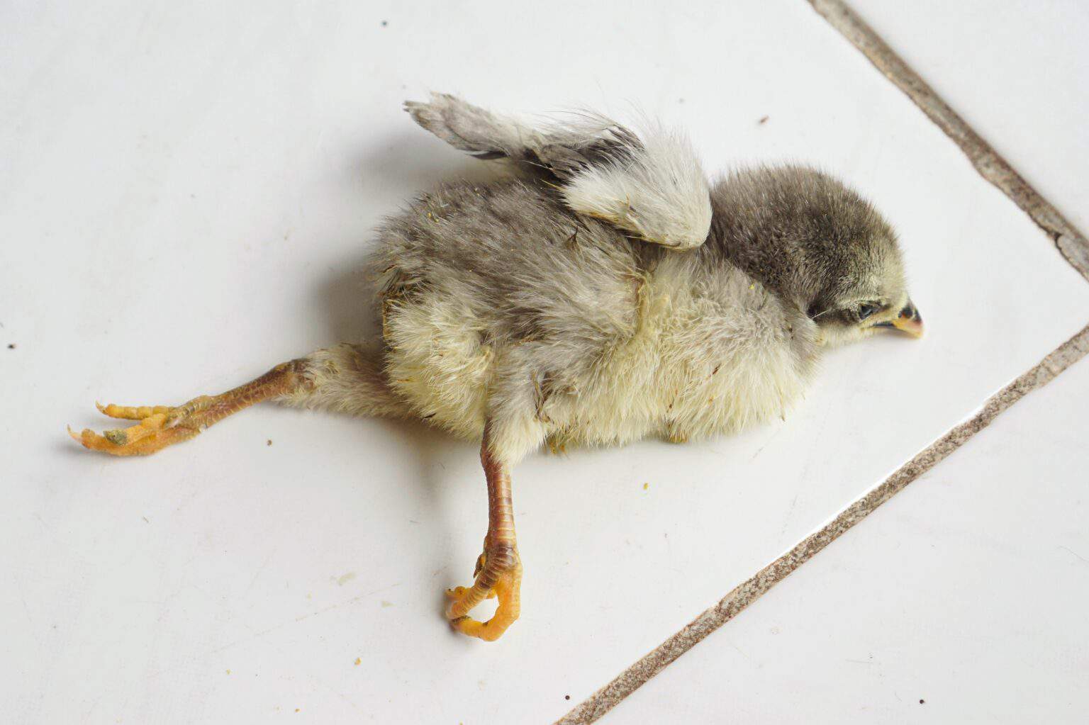 How to Spot and Treat Splayed Leg in Chicks - Daily Chickens