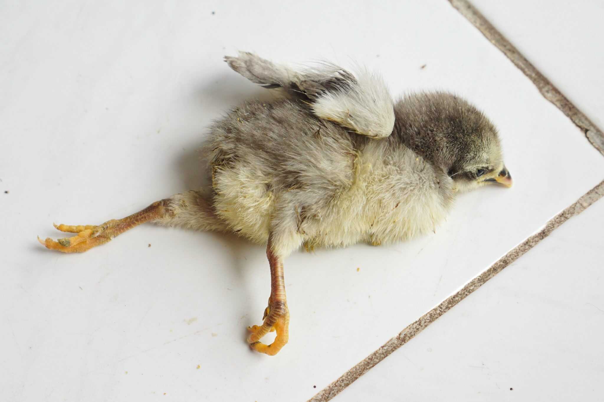 How to Spot and Treat Splayed Leg in Chicks - Daily Chickens