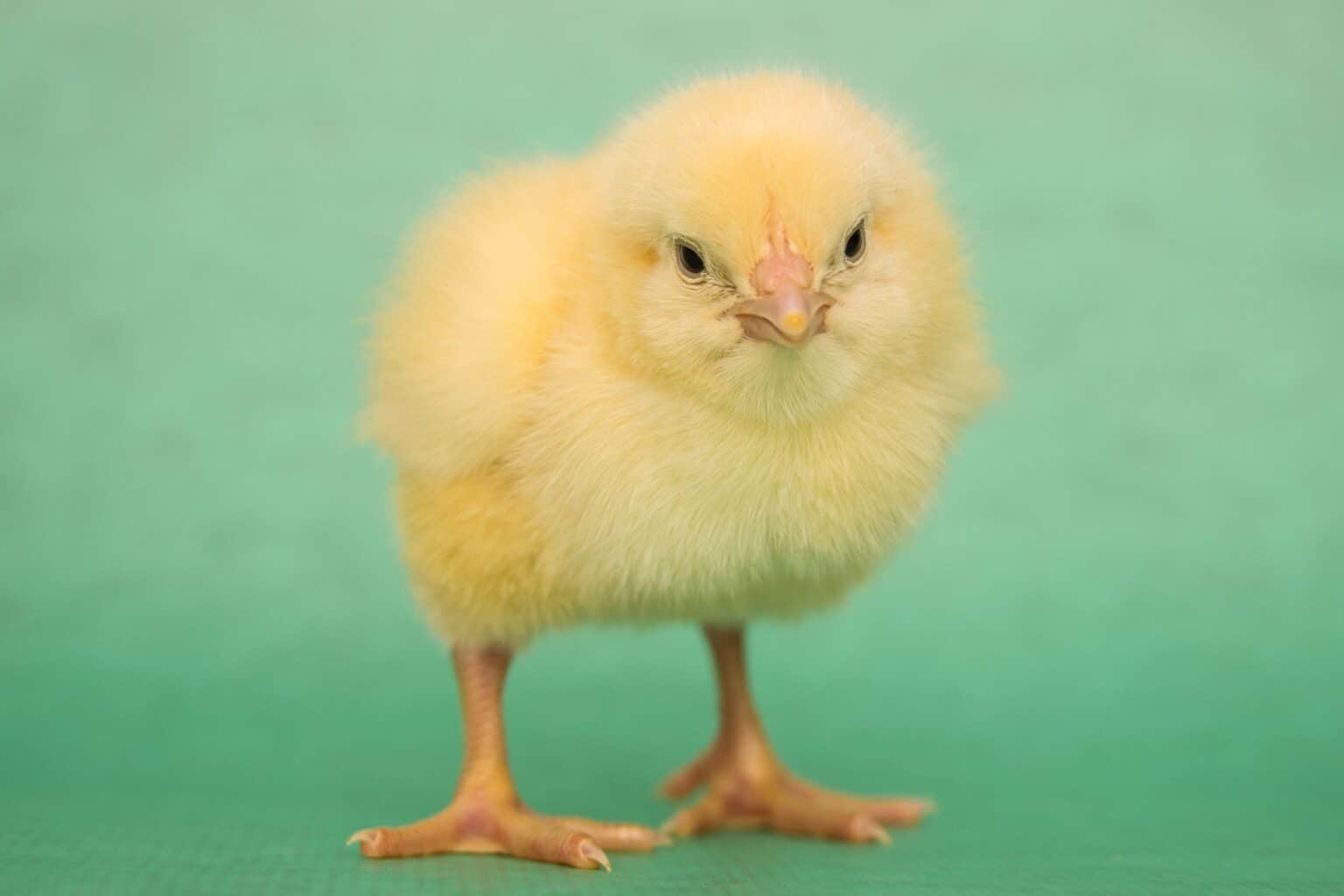 13 Interesting Facts About Chicken Eyes and Vision