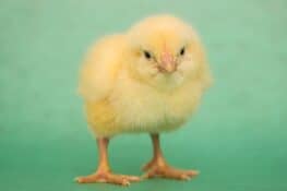 13 Interesting Facts About Chicken Eyes and Vision
