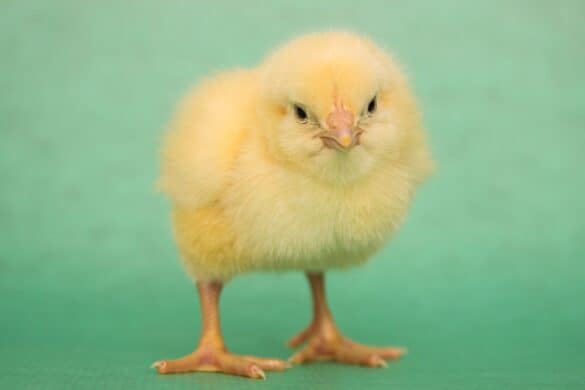 13 Interesting Facts About Chicken Eyes and Vision