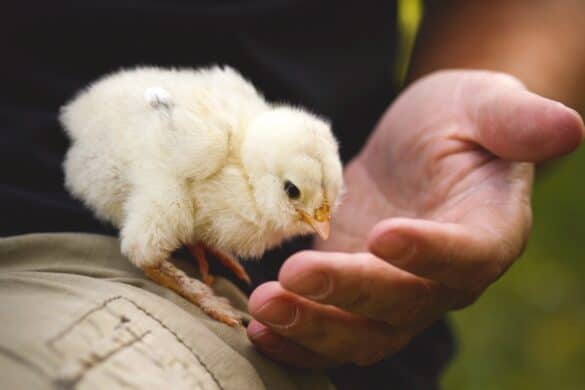 How to Spot and Treat Splayed Leg in Chicks - Daily Chickens