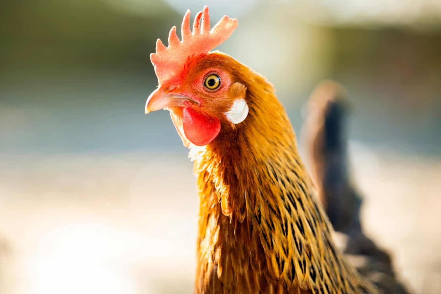 13 Interesting Facts About Chicken Eyes and Vision