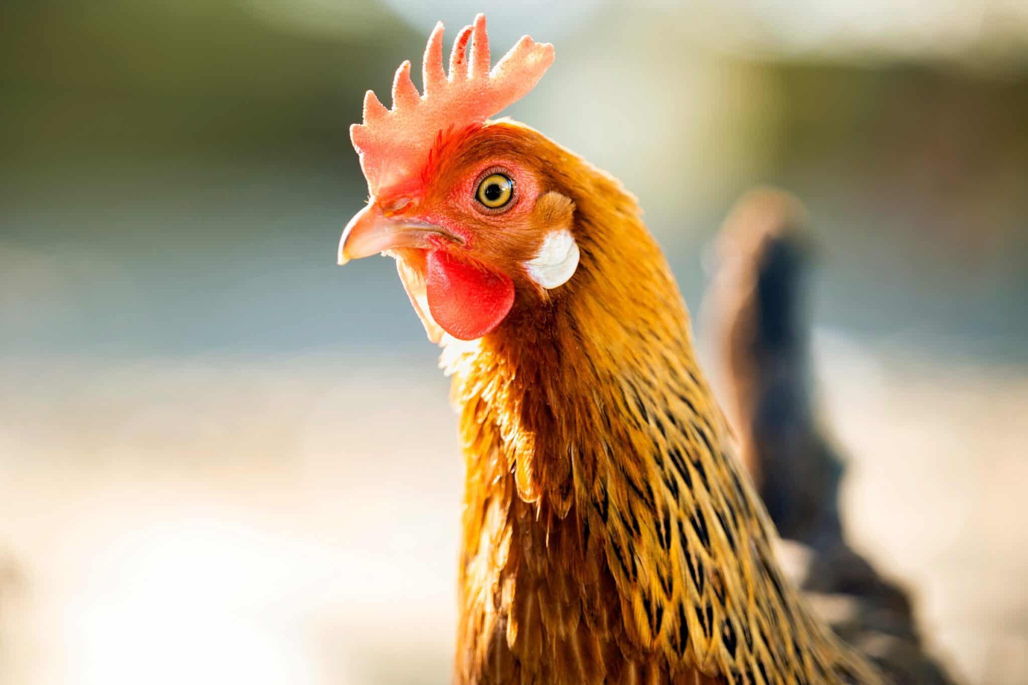 13 Interesting Facts About Chicken Eyes and Vision