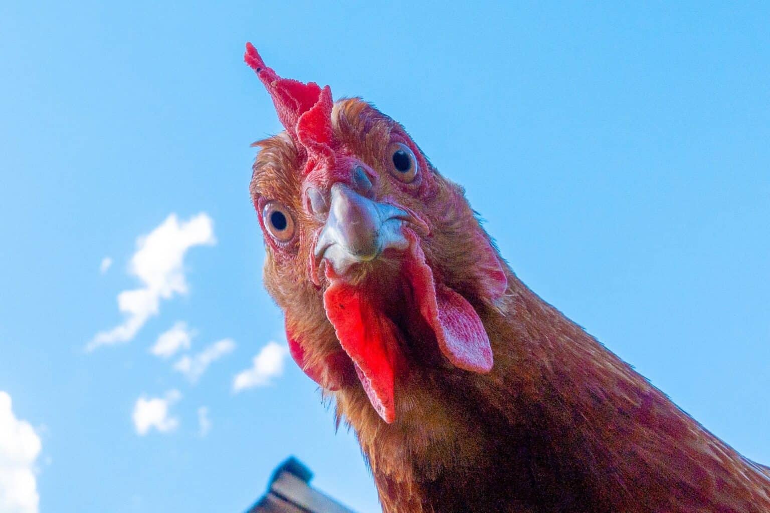 13 Interesting Facts About Chicken Eyes and Vision