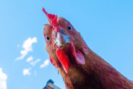 13 Interesting Facts About Chicken Eyes and Vision