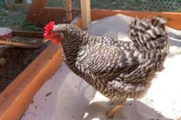 Sand for Chicken Coop: What Kind of Sand & How to Use It