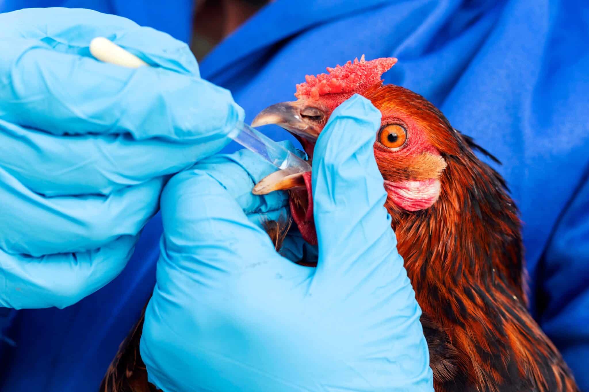The Complete Guide to Deworming Your Backyard Chickens