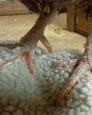 Scaly Leg Mites in Chickens: Symptoms & Treatment