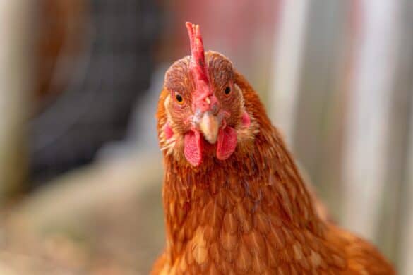 13 Interesting Facts About Chicken Eyes and Vision