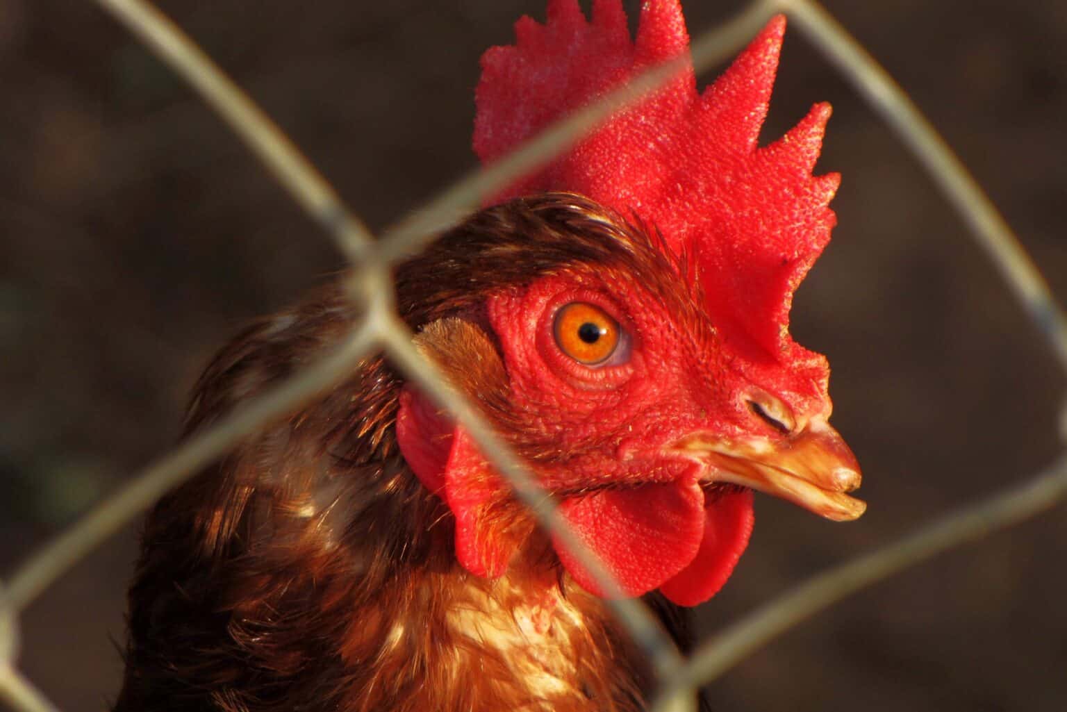 13 Interesting Facts About Chicken Eyes and Vision